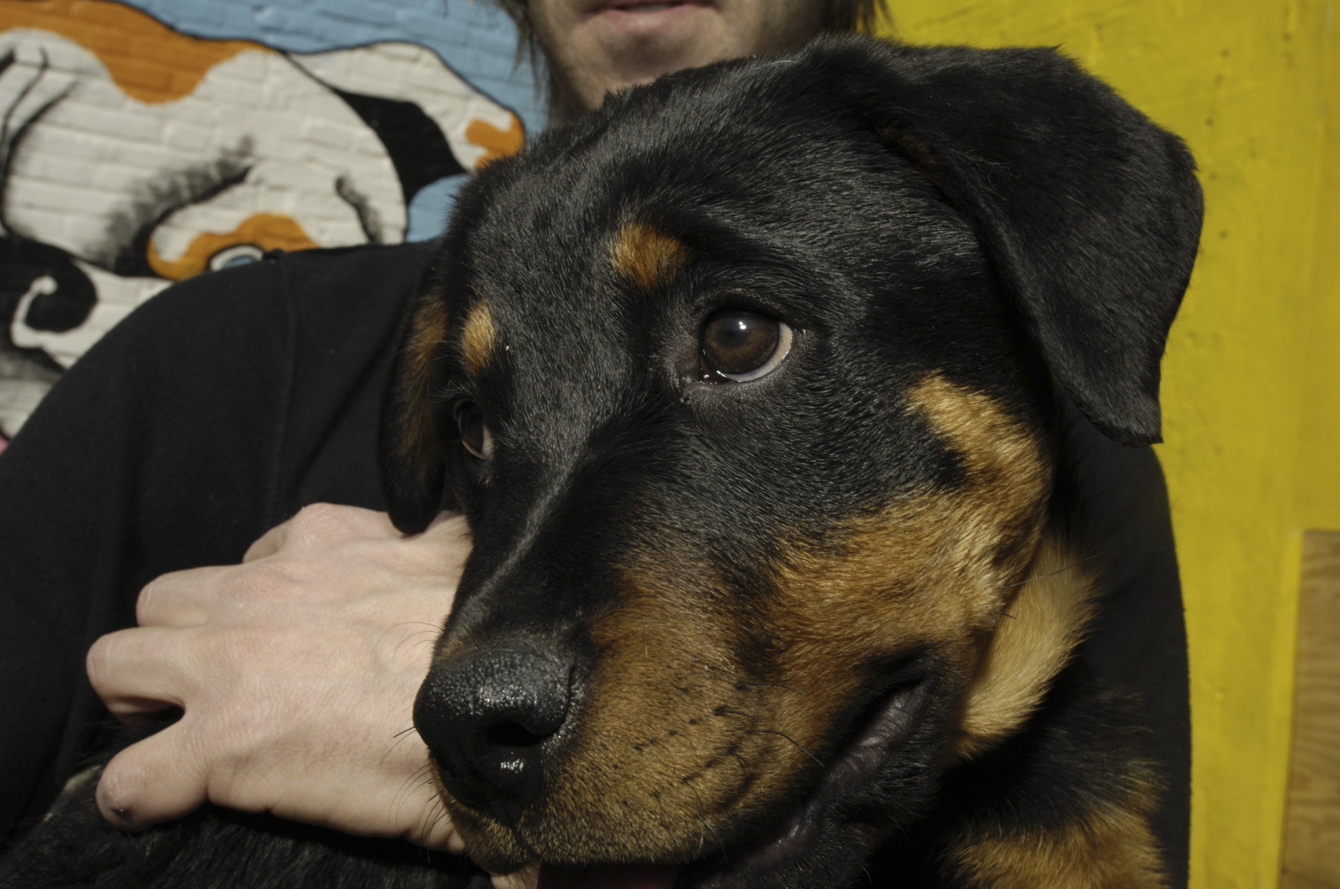 Breeds of dogs banned around the world