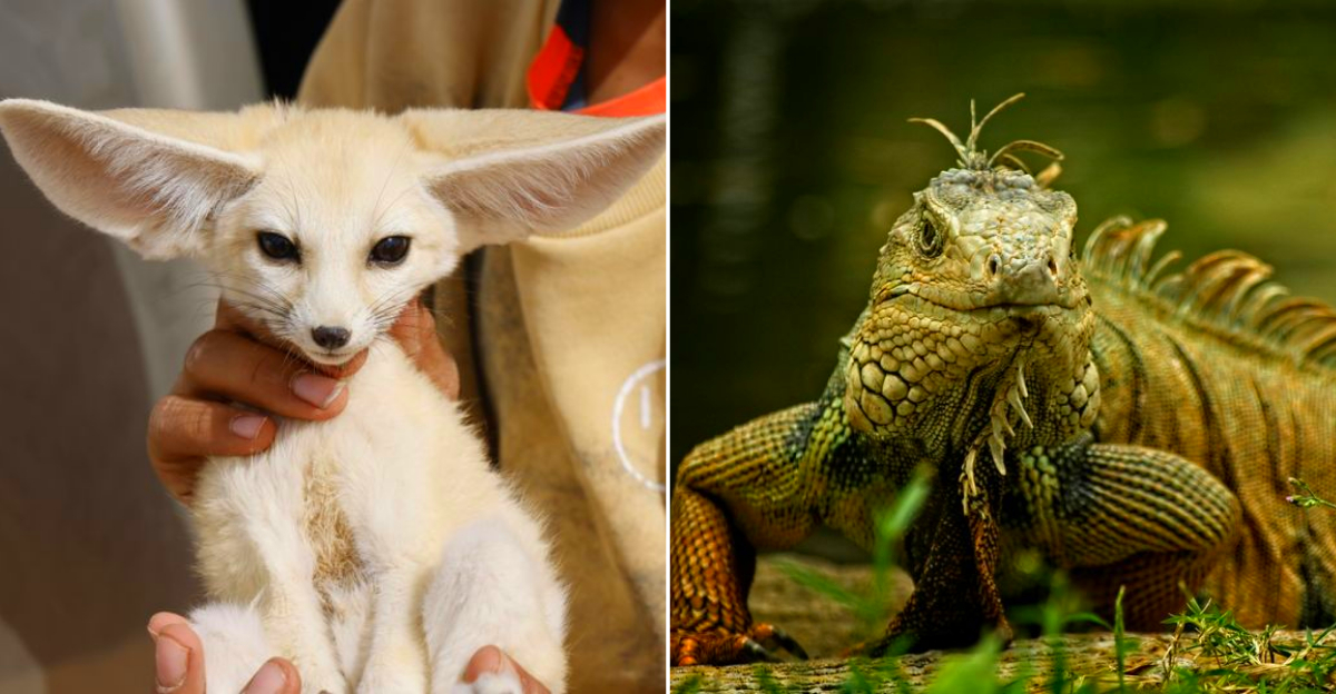 11 Obscure Animals Some People Have As Pets
