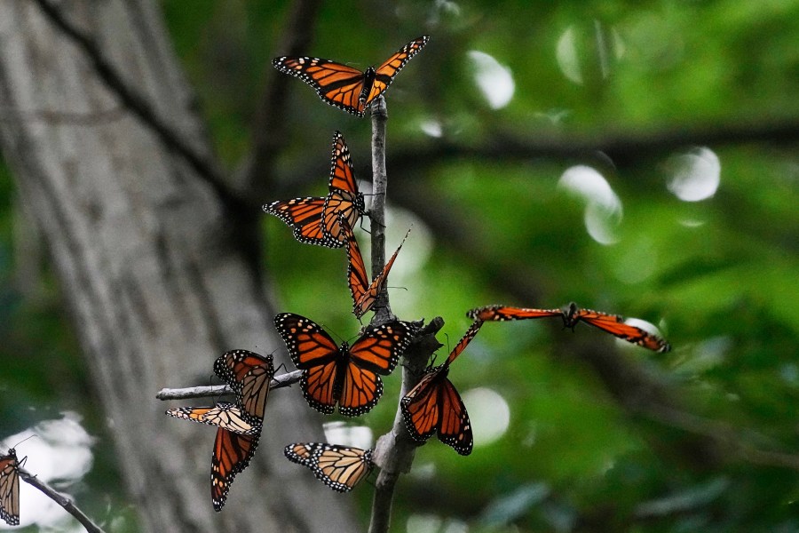 Best spots to watch monarch butterflies as they migrate through ...