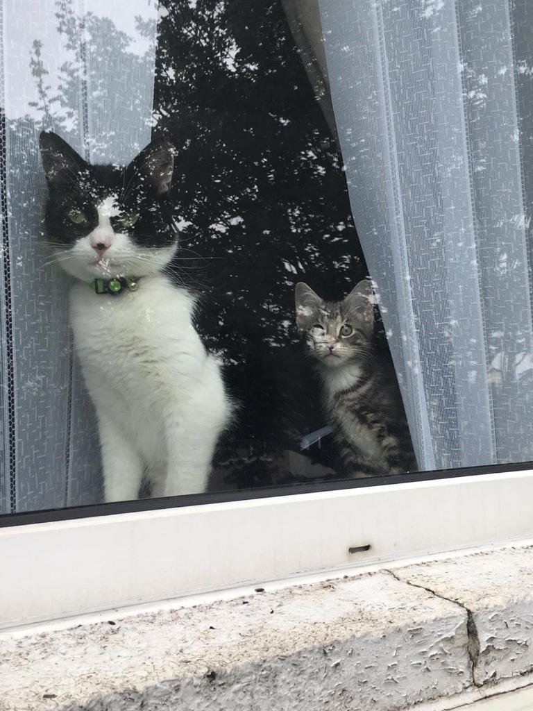 Meet Calderdale’s Cat-a-tonic pet store manager