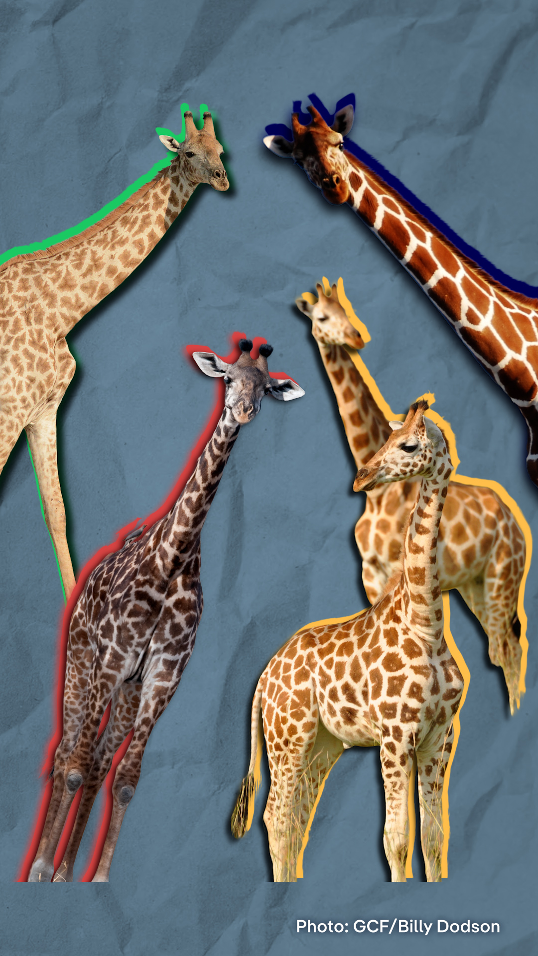 Scientists didn’t know this about giraffes until now