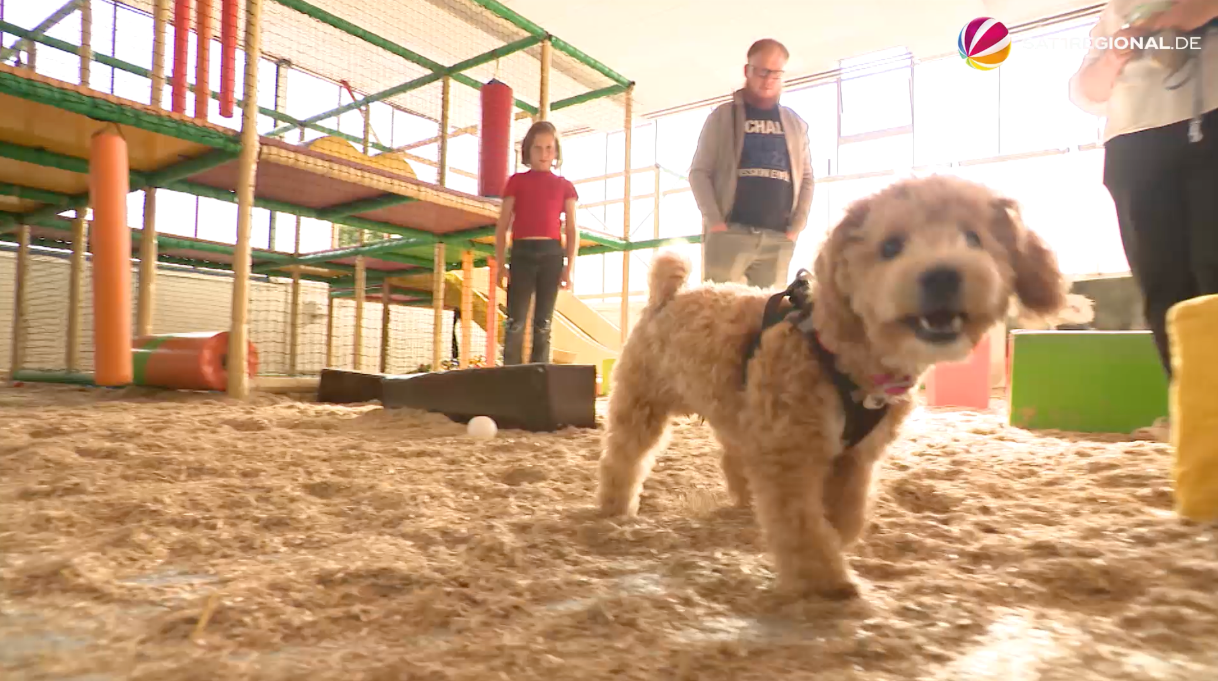 Hunde Fun Park: Riesenspaß für Vierbeiner in Hannover