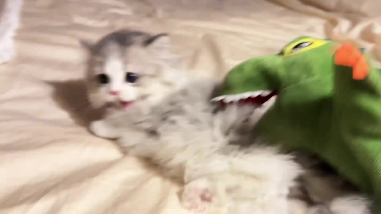 Cat reacts to dinosaur puppet play in Shandong, China