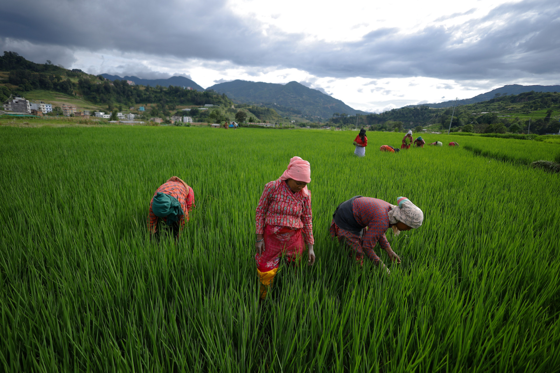 Countries that feed themselves, and nations that need help