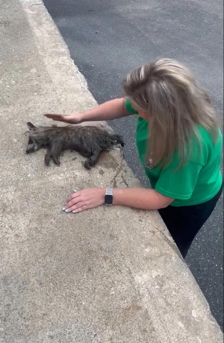 Drunken raccoon’s life saved by nurse performing CPR after nearly ...