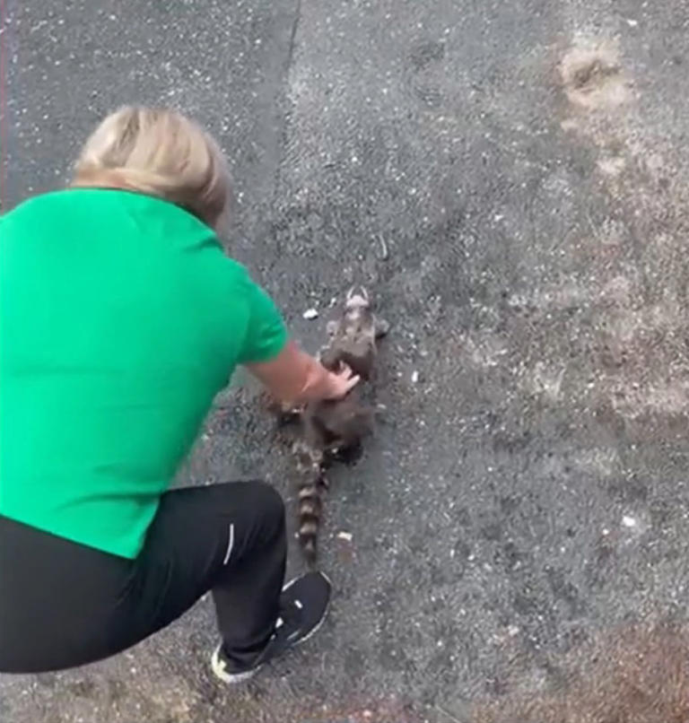 Drunken raccoon’s life saved by nurse performing CPR after nearly ...