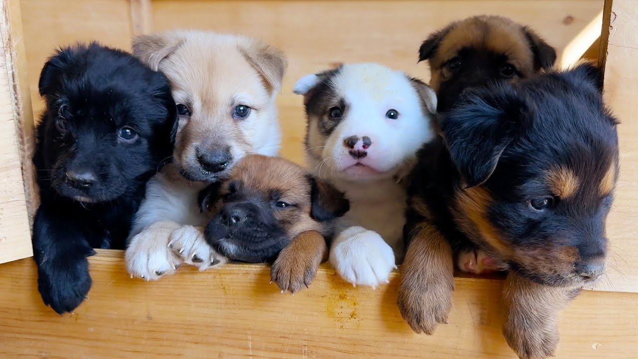 Seven Rescue Puppies Experience Freedom for the First Time