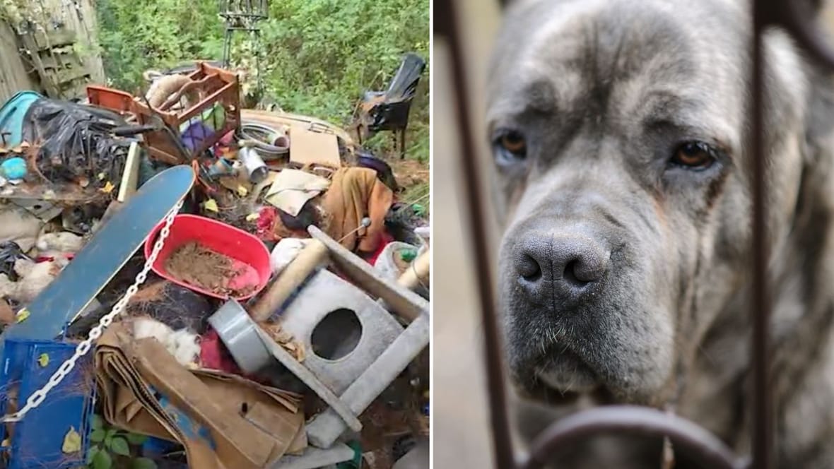 100+ Animals Pulled From NY Home So Unsafe It Was Condemned—Calls for ...