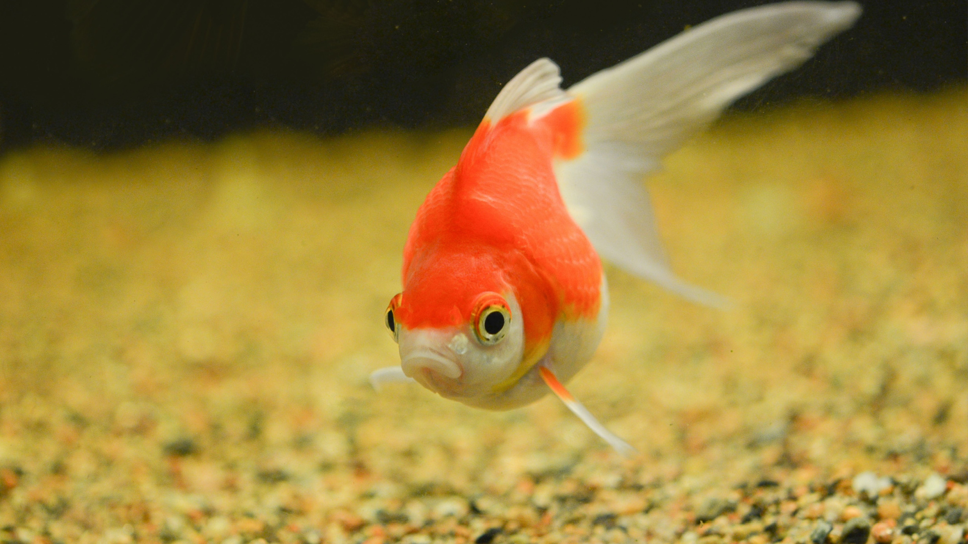 7 Beautiful Fish That Suffer In Small Tanks