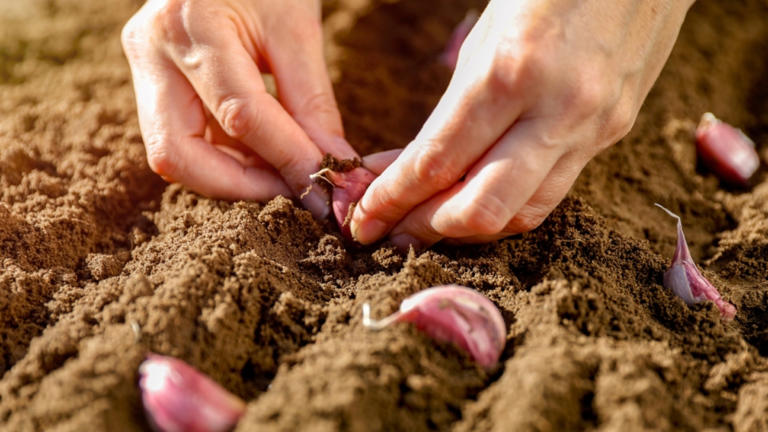The Beginner’s Garlic Planting Guide: Timing, Varieties, and Soil ...