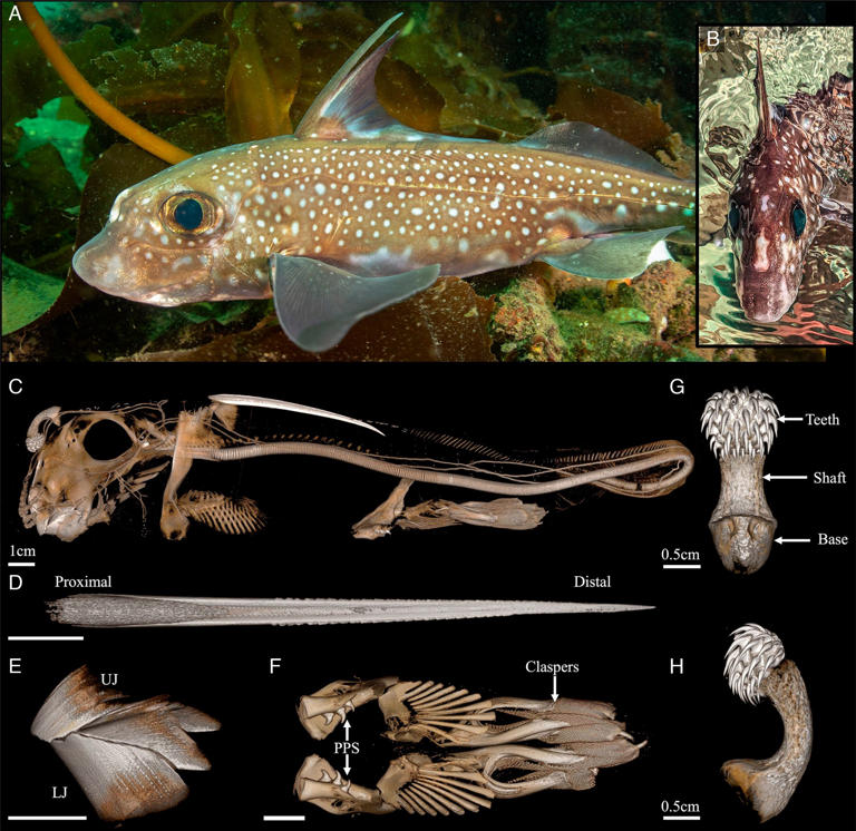 Ratfish use forehead teeth rods for mating rituals
