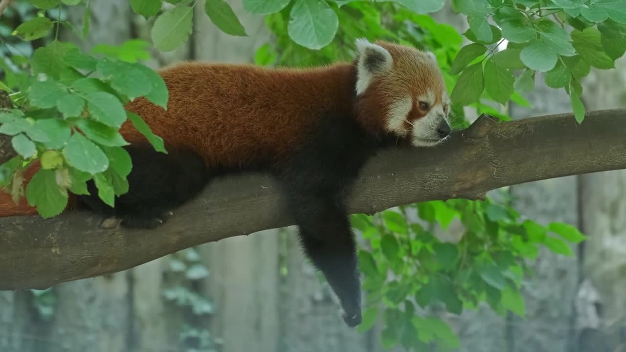 The Red Panda: Close-Up Footage of This Endangered Species