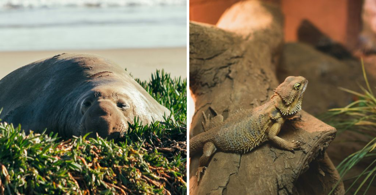 Animals That Aren’t As Dangerous As They Look