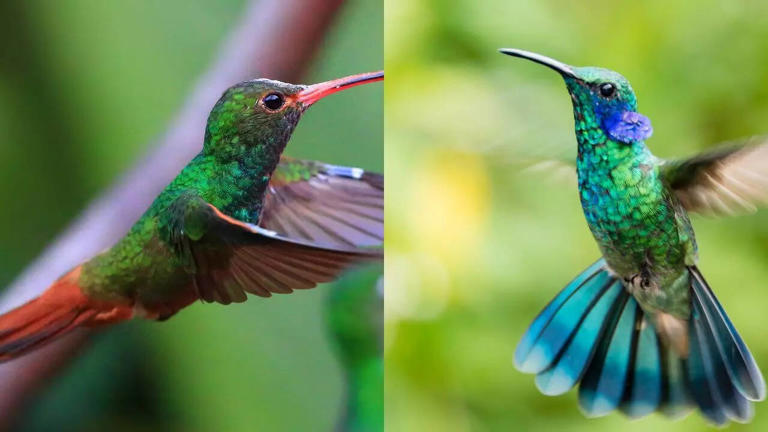 Male vs. female hummingbird: How to tell them apart by size, colour ...