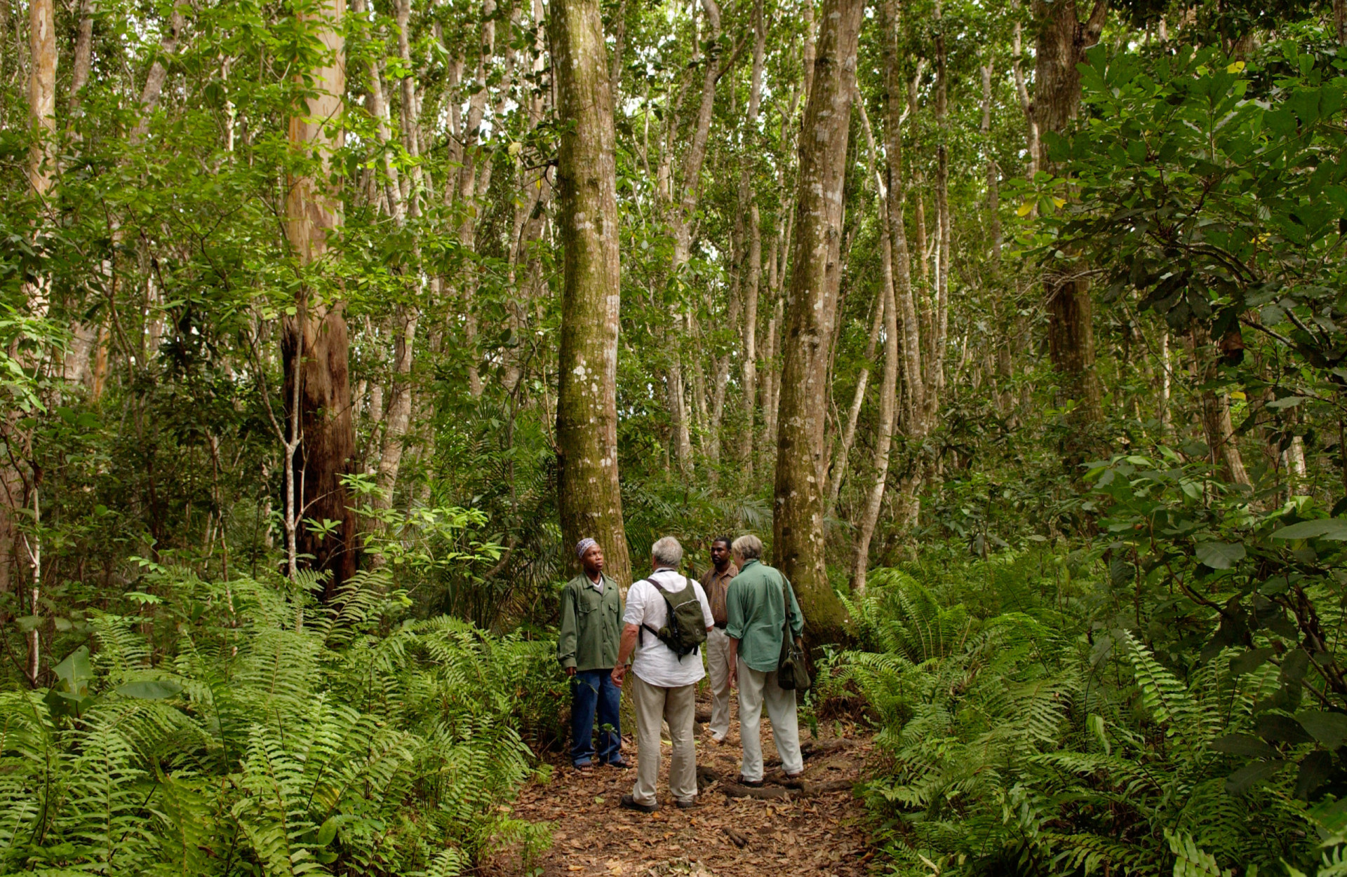 The largest man-made forest in the world