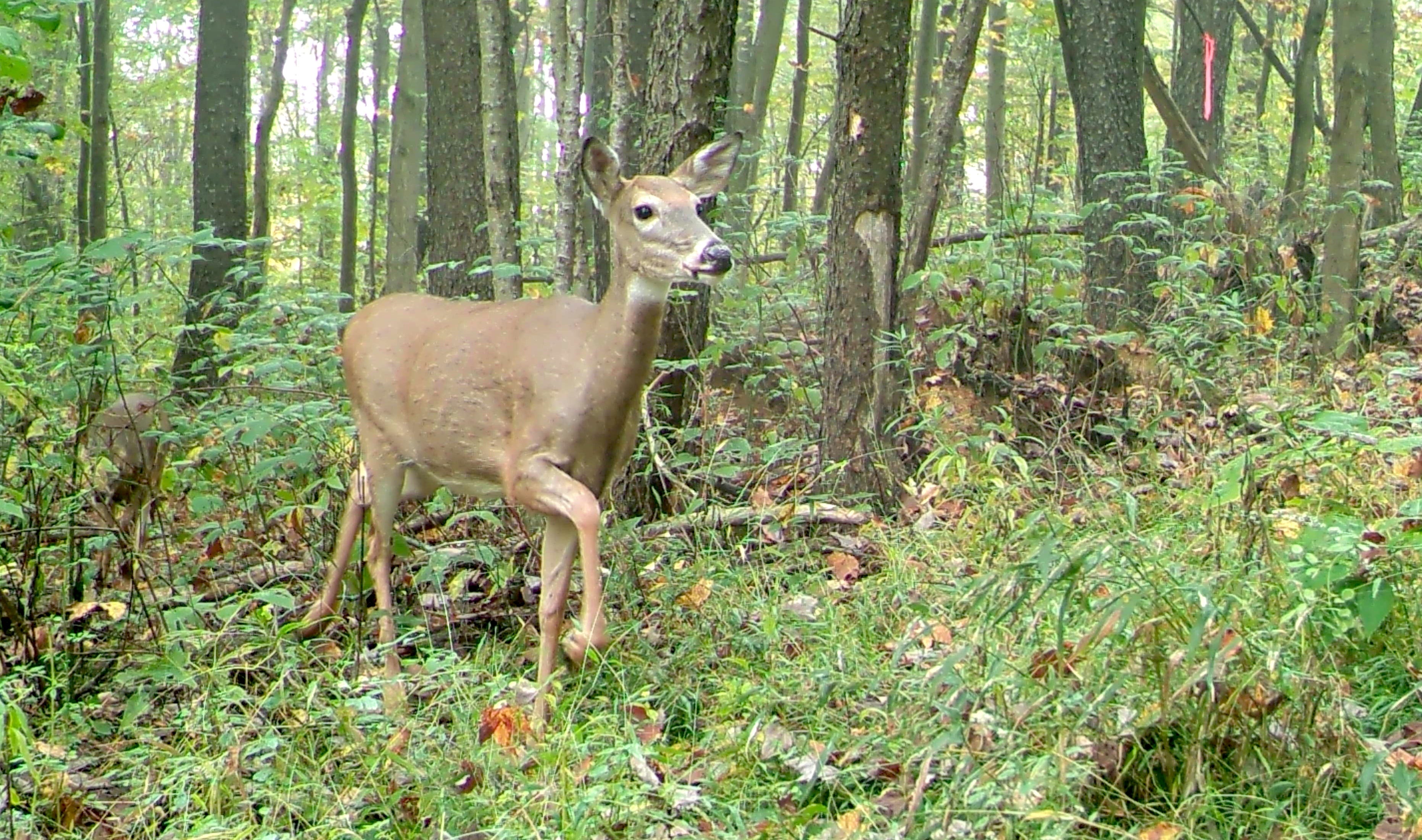 How will deadly deer diseases impact hunting season in our region? ODNR ...