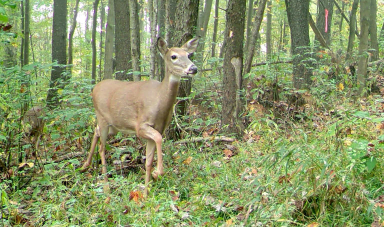 Ohio Division of Wildlife to outline impact of deadly deer disease on ...