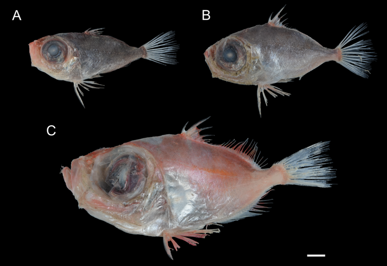 Trawlers catch deep-sea predator with ‘very large' eyes. It's a new species