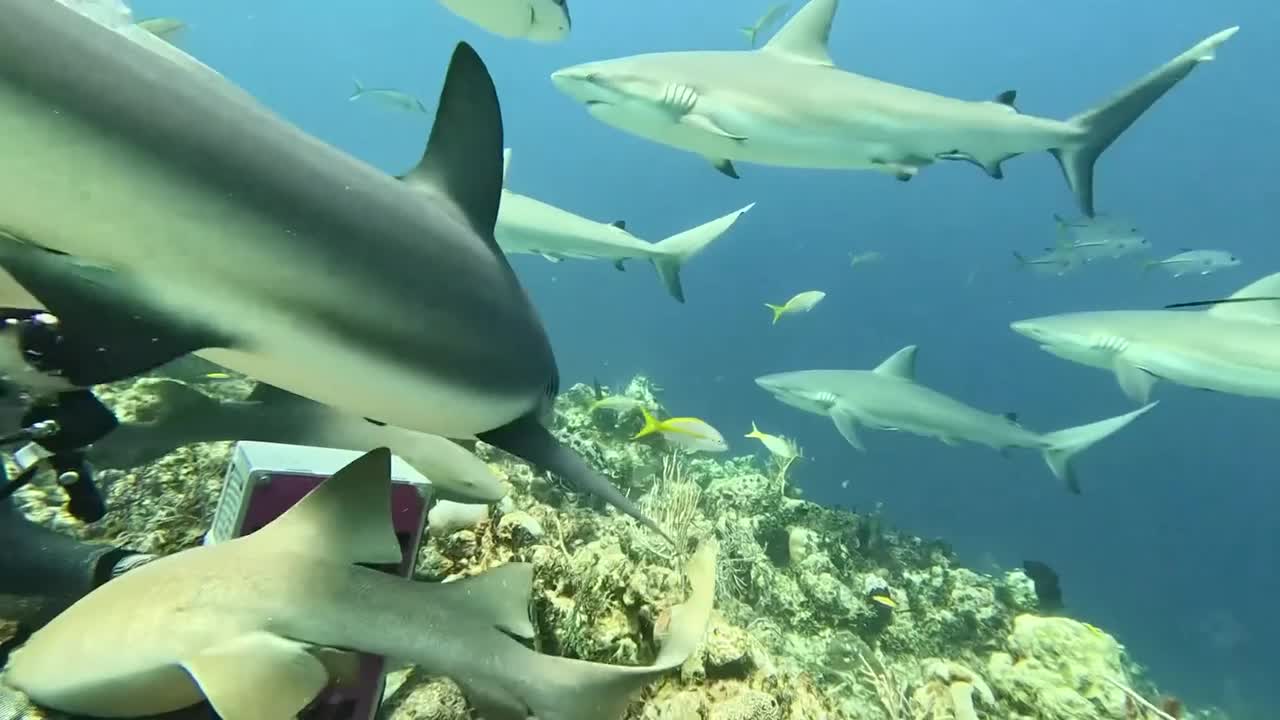 Friendly shark loves having tummy rubbed by scuba diver