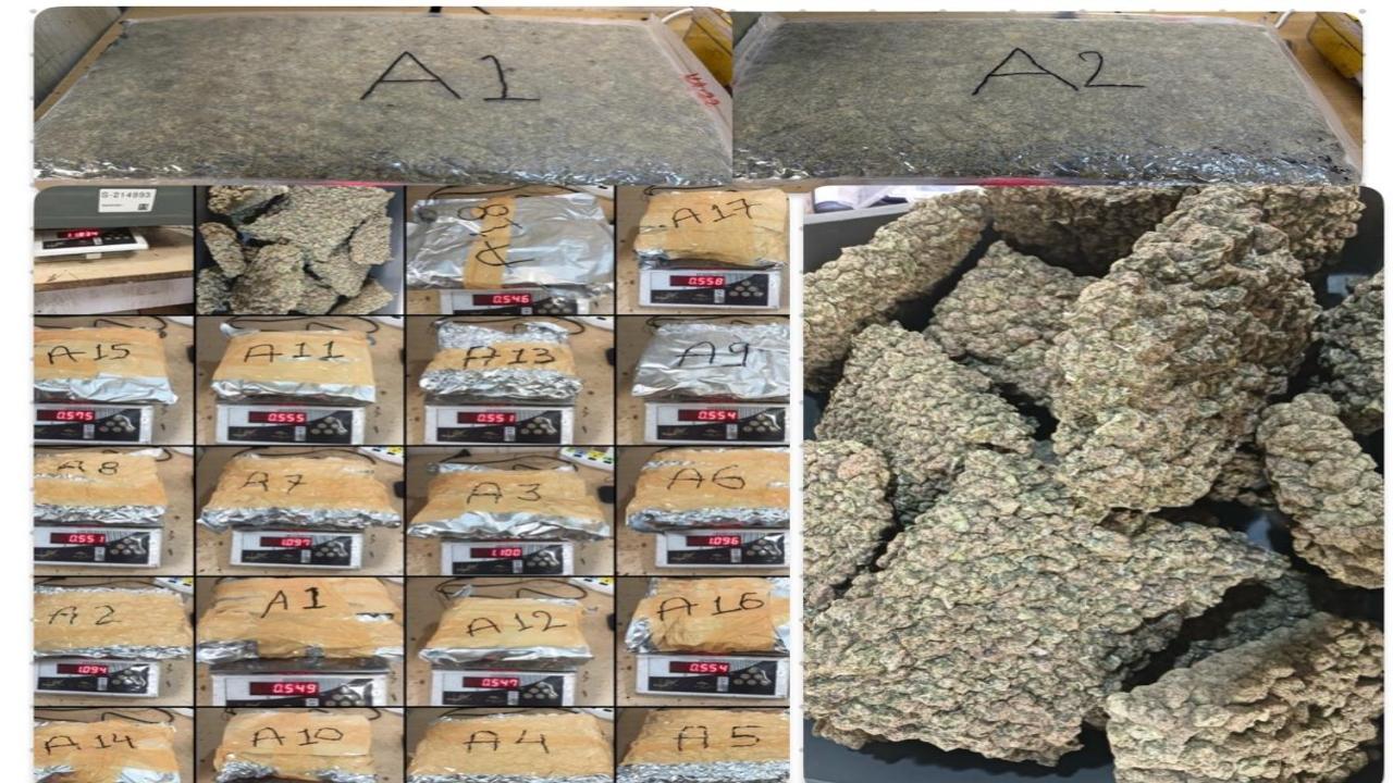 Hydroponic weed worth Rs 13.83 crore seized from airport; 2 passengers ...
