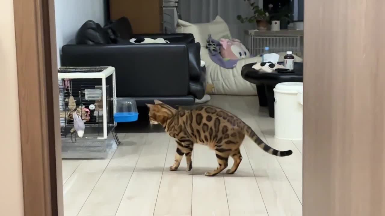 Parrot playfully scares curious cat in Hebei, China