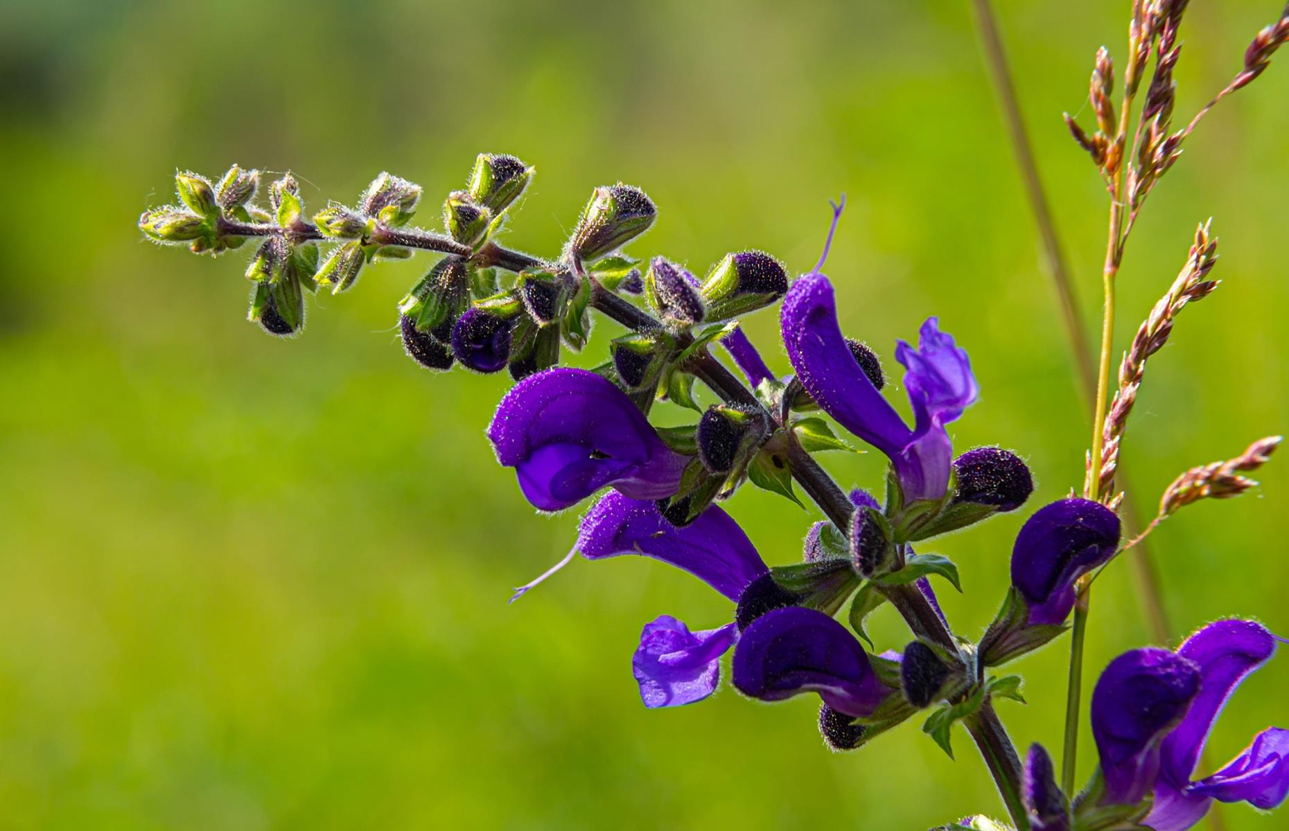 15 rare plants to watch out for in your garden
