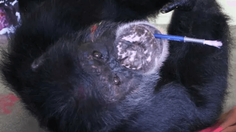 Fort Pierce 'Save the Chimps' sanctuary offers refuge, new beginnings