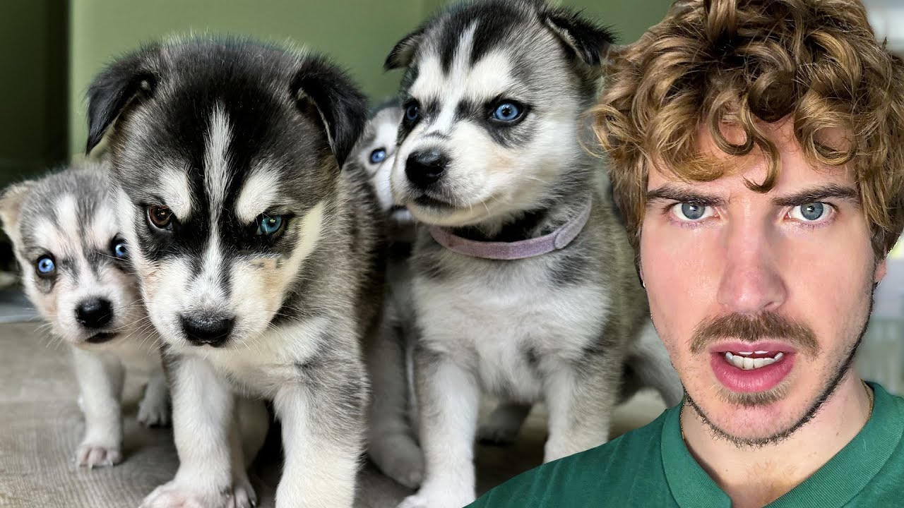 A Dog Owner Decides to Send Puppies Out of the House