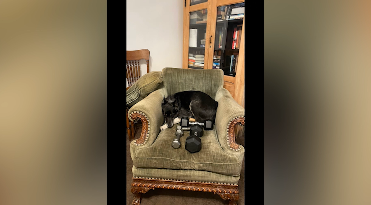 Dog Keeps Sleeping On Chair