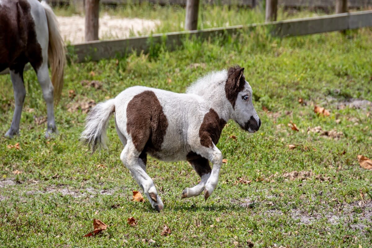 Itty-Bitty Miniature Pony Running With His Massive Horse Bestie Has ...