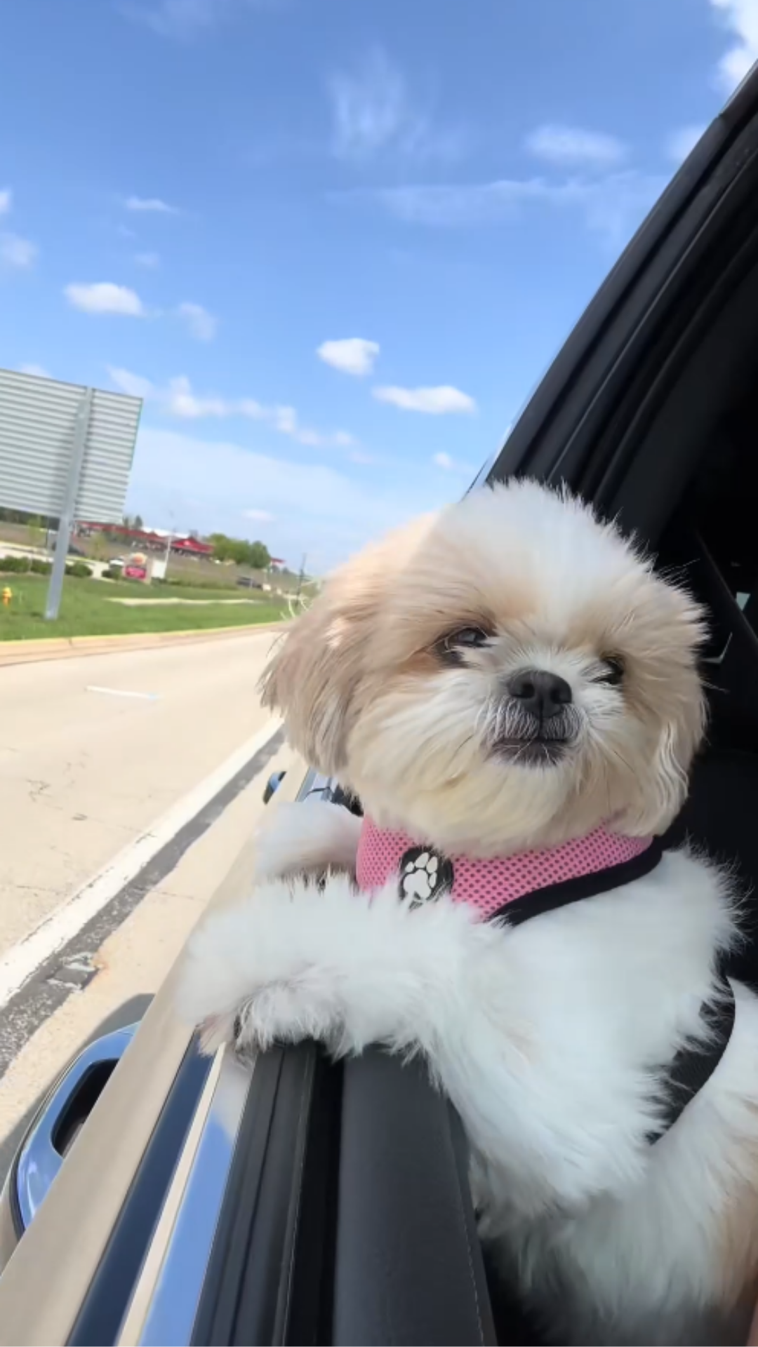 Stella the Dog Is Having the Best Day Ever