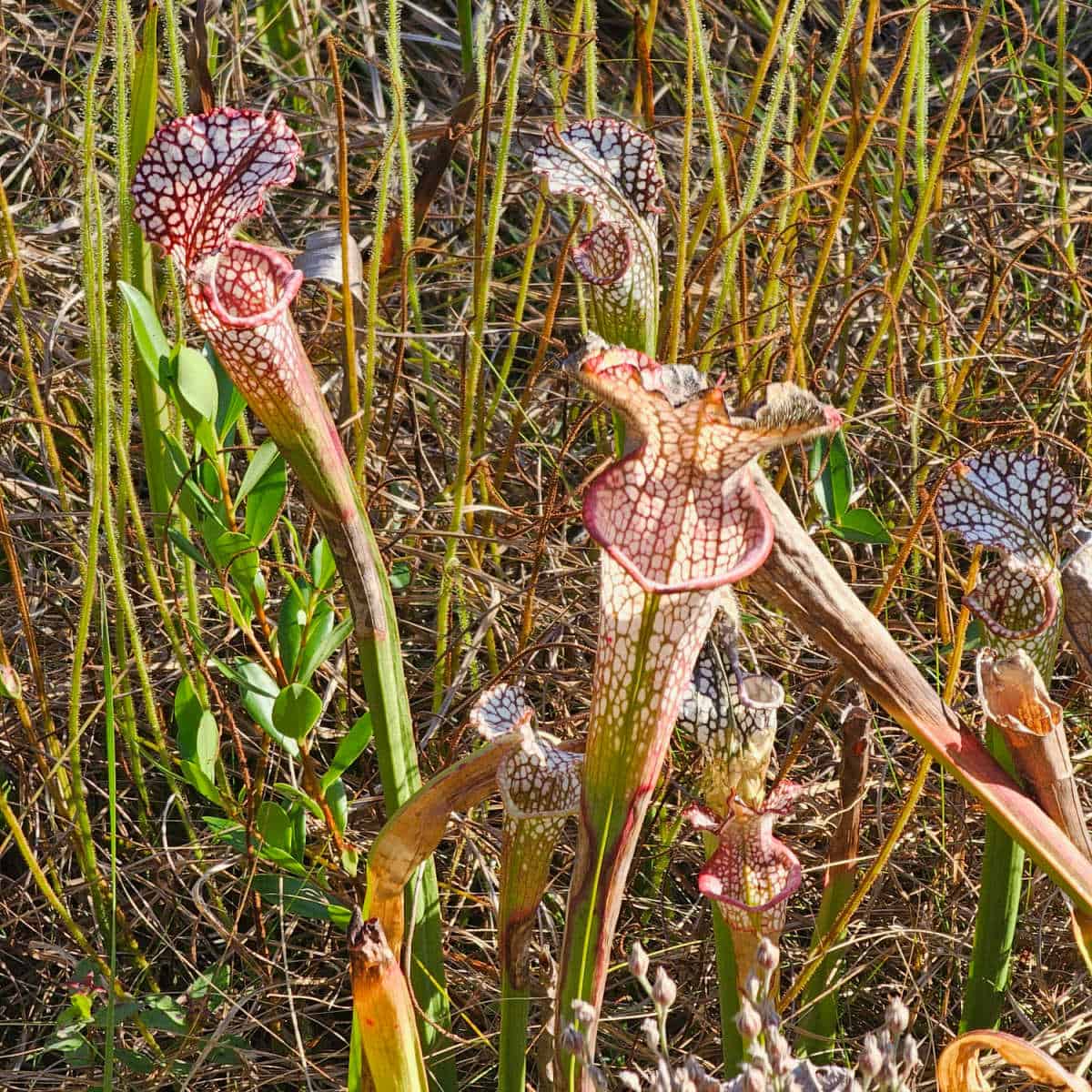 Tarkiln Bayou Preserve State Park offers rare plants and trails near ...