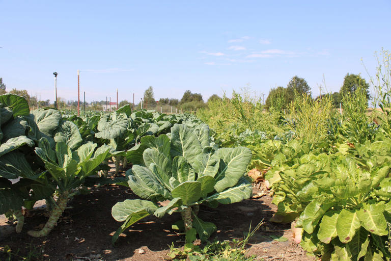 Portland couple transforms Multnomah County farm into food hub for east ...