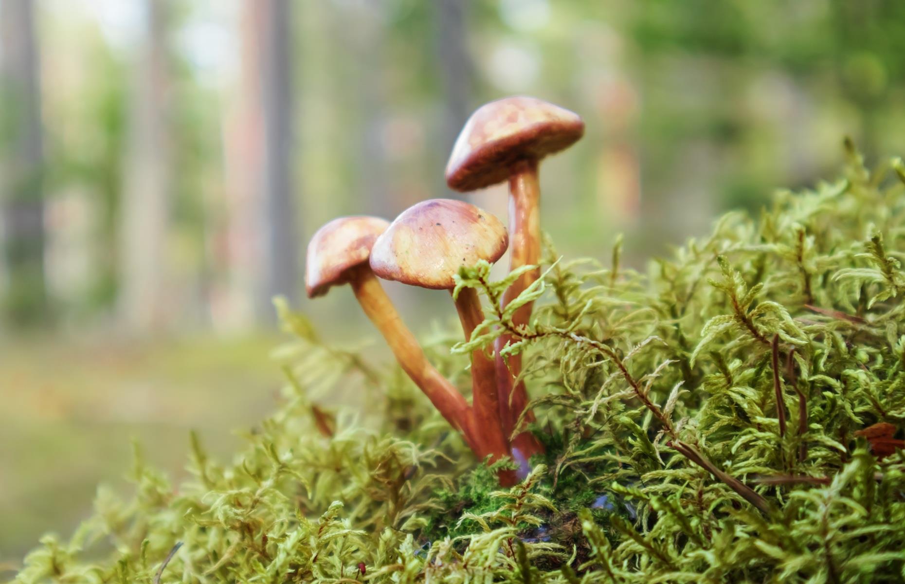 15 plants you shouldn't remove from your garden