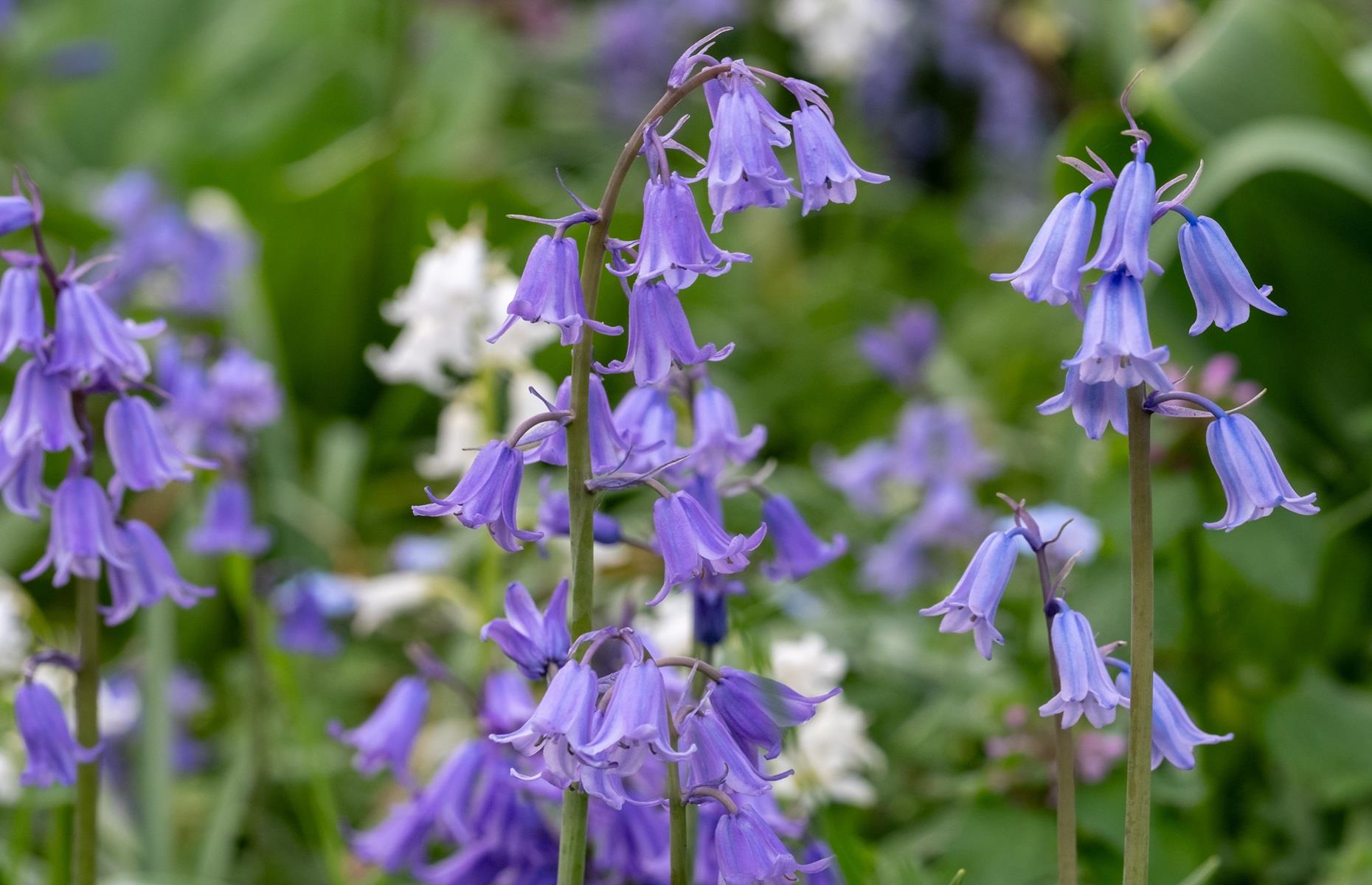 15 rare plants to watch out for in your garden