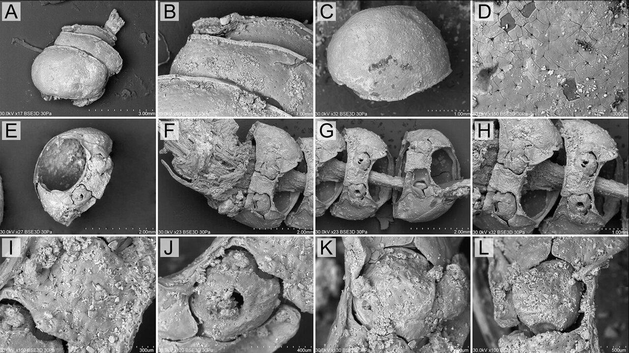 Archaeologists uncover rare beetle ornament in ancient Hallstatt ...