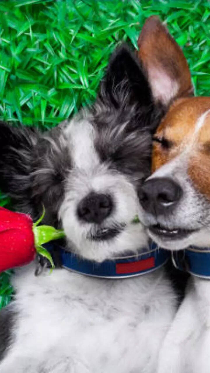 Soulmates of the animal kingdom: 8 creatures who never let ‘love’ fade