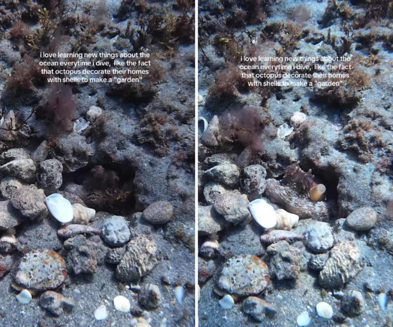 Diver Notices an Octopus Decorating Its Home With Shells — Then They Realized Why