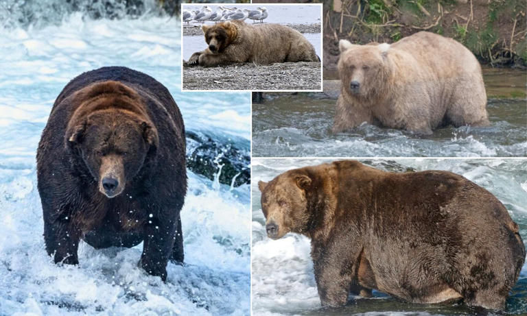 Grizzlies celebrated as Fat Bear Week announces this year's most ...