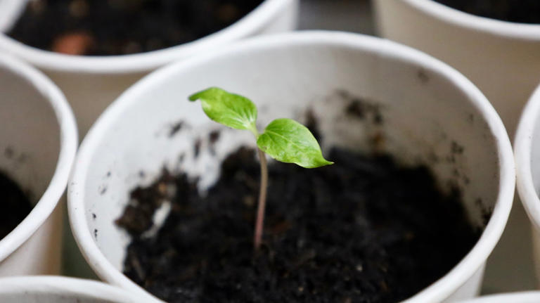 How To Grow Cherry Pits Into Fruit Trees In Your Own Garden
