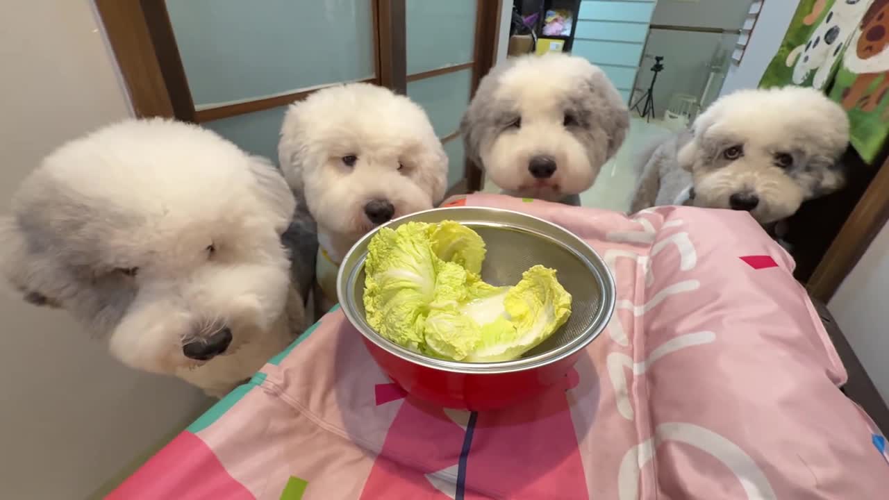 Sheepadoodle puppies enjoy Napa cabbage in Guangdong, China