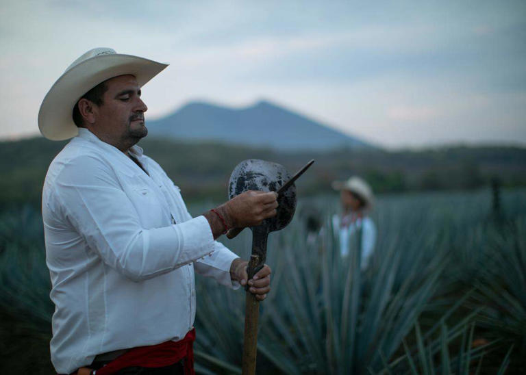 CheapCaribbean, Jose Cuervo collaborate on tequila-focused trip this ...