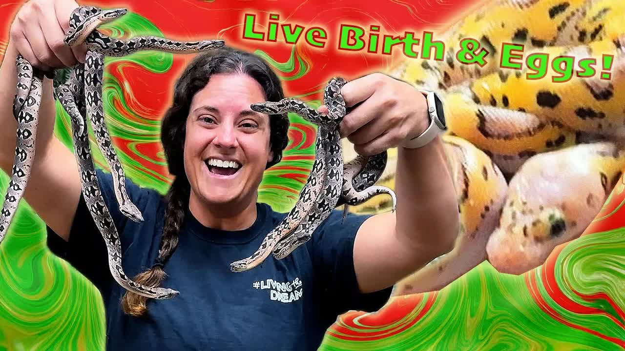 Live boa birth + baby pythons hatch!🐍😍 Incredible snake moments🤩