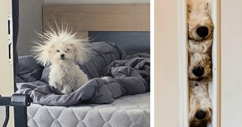 24 Doofus Doggos for When You Need a Delightful and Drooly Mood-Boost