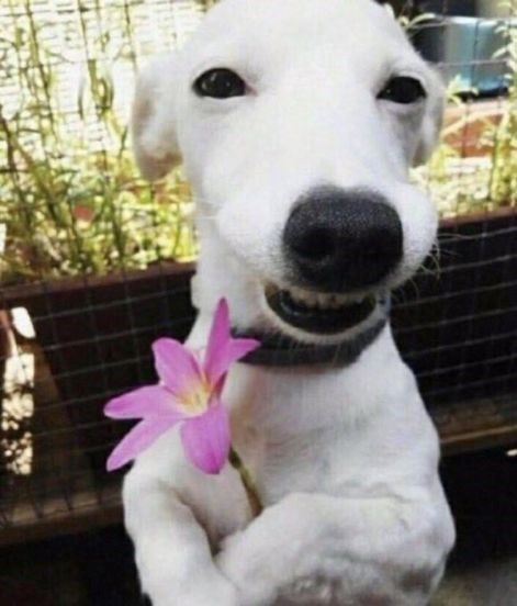 24 Doofus Doggos for When You Need a Delightful and Drooly Mood-Boost