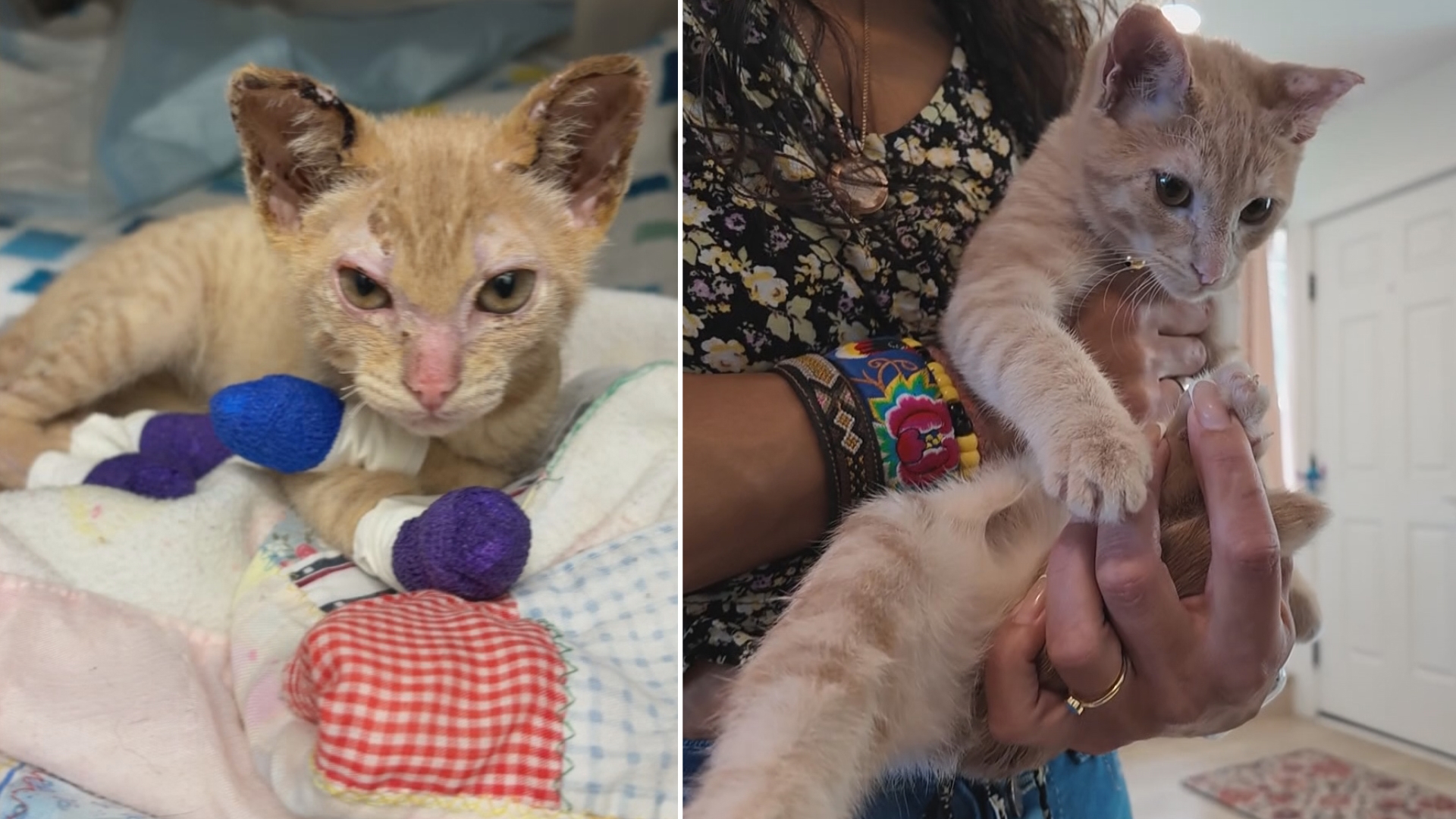 Badly burned kitten in Rowena Fire saved by KGW crew sees full recovery