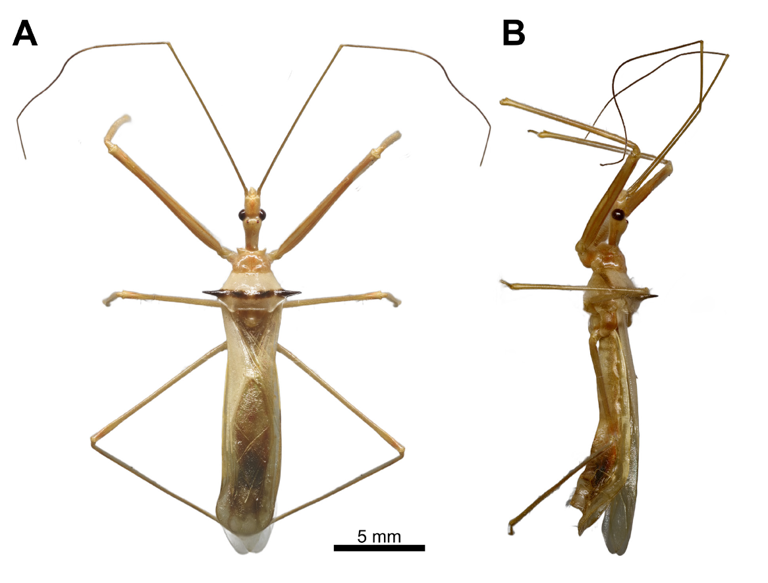 Large ‘assassin' creatures that paralyze their prey are new species in ...