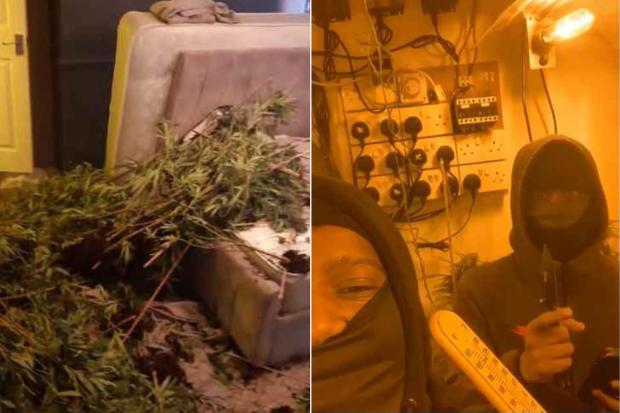 South London gang pose with knives as they raid £22,000 cannabis grow