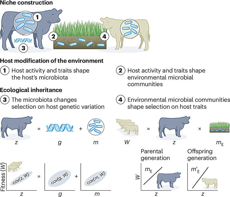 Extending the existing theory on host–microbiome evolution