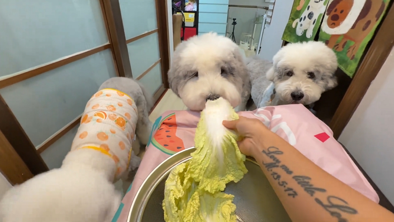 Sheepadoodle puppies enjoy Napa cabbage in Guangdong, China